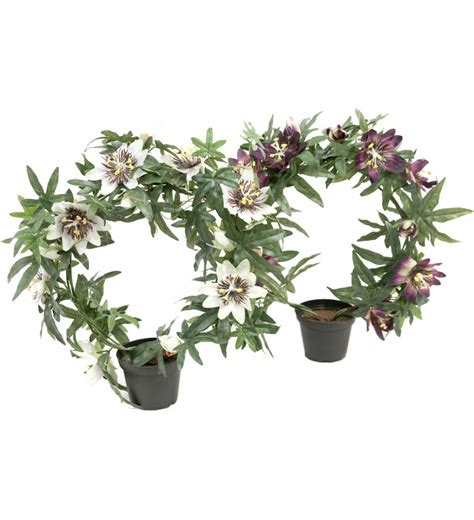Passiflora 40 Cm Stil I