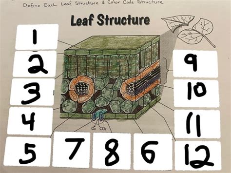 Unit 4 Bio Flashcards Quizlet