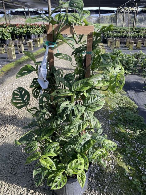 14″ Philo Swiss Cheese Trellis Tri State Foliage In House Availability