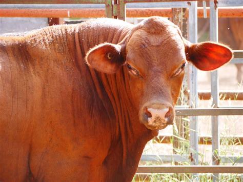 Buffalo Fly Is Costly To The Australian Beef Industry Queensland