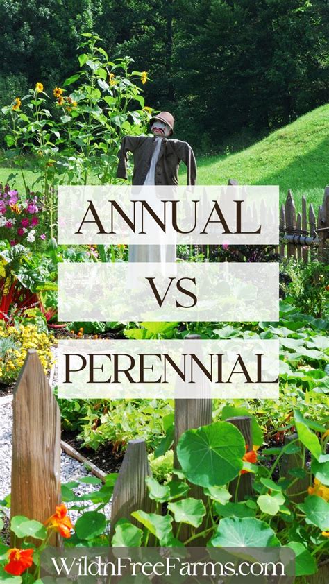 Annual Vs Perennial Plants Understanding The Key Differences