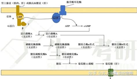 生物化学思维导图 糖代谢（一） 知乎
