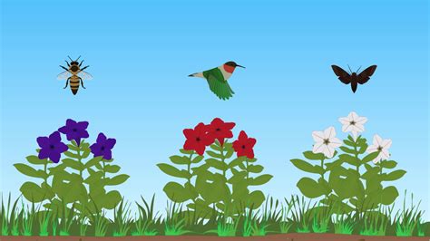 Genetics Of Speciation And Reproductive Isolation Biology