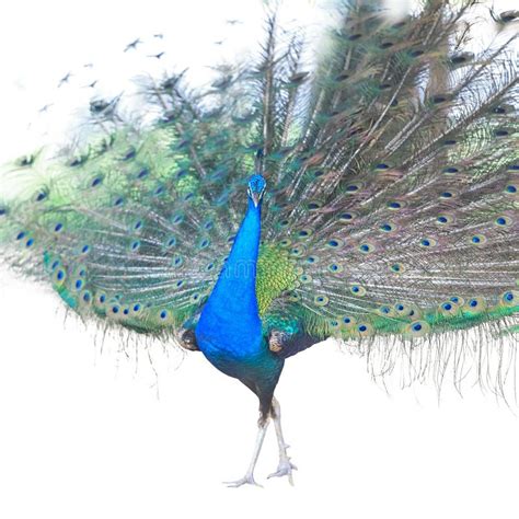 Pavo Real Indio Masculino Hermoso Que Exhibe Las Plumas De Cola