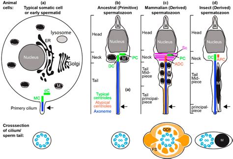 Figure 1 From Rapid Evolution Of Sperm Produces Diverse Centriole