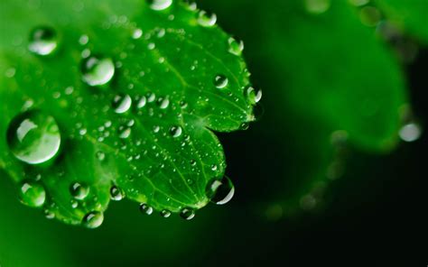 Dew Wallpaper
