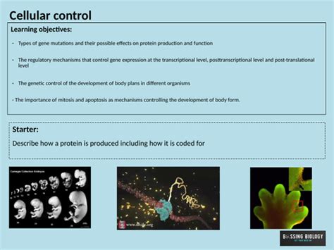 A Level Biology Ocr A Cellular Control Teaching Resources