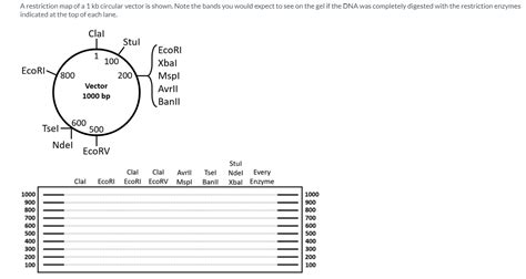 Solved A Restriction Map Of A 1kb ﻿circular Vector Is Shown