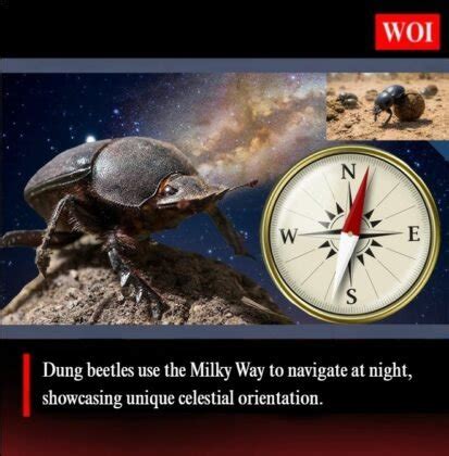 Dung Beetles Use Milky Way For Navigation Reveal Scientists Word Of