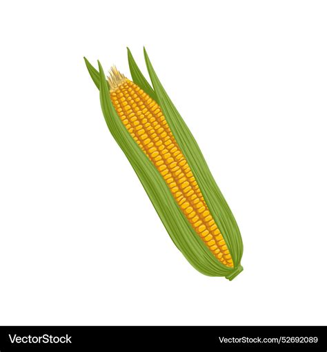 Drawing Vegetable Corn Cob Royalty Free Vector Image