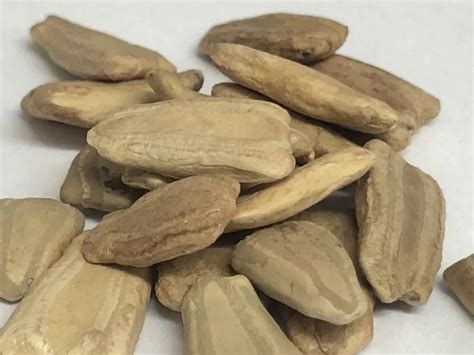 Bottle Gourd Seed In Surat बोतल के लिए बोल्ड बीज सूरत Latest Price