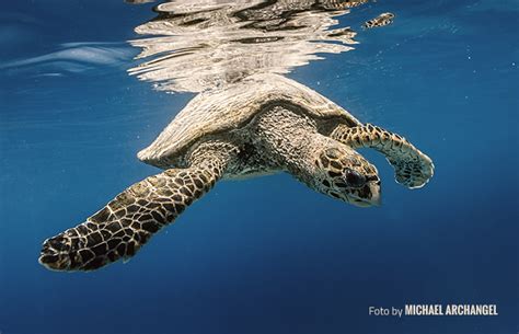 Species Habitats Threatshome Euroturtles