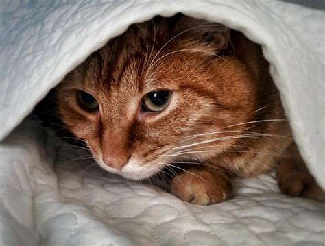 Premium Photo Close Up Of Cat Hiding Under Blanket On Bed