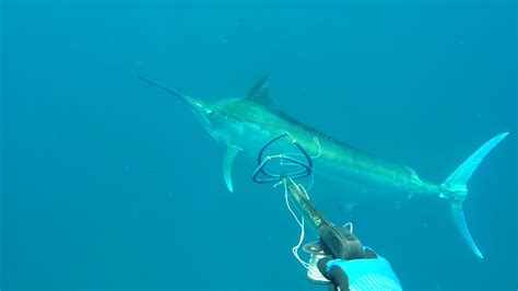 Spearo Albert Prinsloo Shoots Record Breaking 375 Kilo Black Marlin In