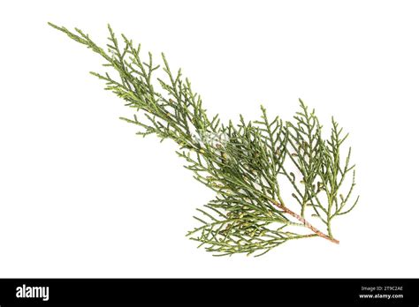 Juniperus Thurifera Or Spanish Juniper Twig Isolated On White