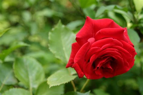 Bloem Natuur Blad Gratis Foto Op Pixabay Pixabay