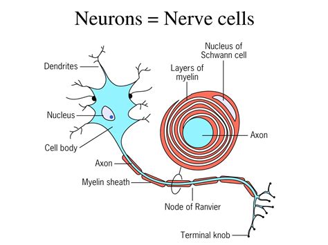 Structure Of Nerve Cell