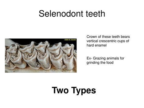 Ppt Dentition Teeth Of Mammals B Sc Ii Powerpoint Presentation