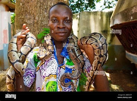 Man With Pythons In The Temple Of The Python In Ouidah Benin Stock