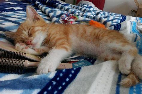 小奶猫为何半夜起来对女主人下嘴又吸又舔恋母情节