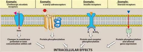 Biochemistry Ii Module Of The Mcat Self Prep Ecourse Lesson 7