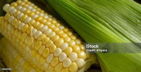 옥수수는 나뭇잎과 함께 냄비에서 요리됩니다 옥수수는 노란색과 흰색 곡물이있는 두 가지 색상입니다 물에 녹색 잎이있는 옥수수 속니