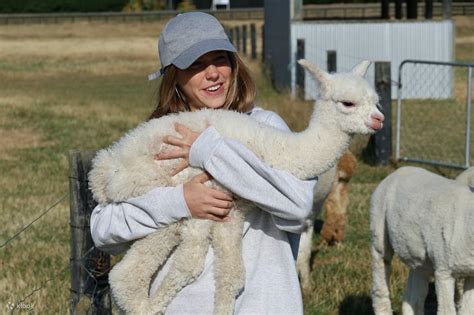 Alpaca Farm Tour Silverstream Alpaca Kaiapoi Klook Australia