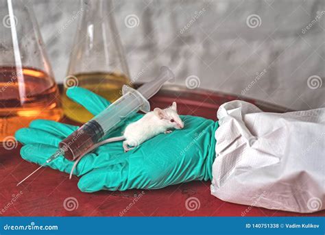 White Laboratory Mouse In The Hands Of A Laboratory Technician Against