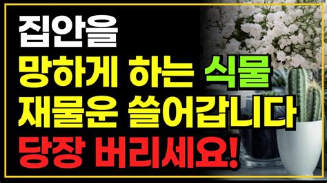 집안을 망하게 하는 이 식물 당장 버리세요 재물운 쓸어갑니다 Youtube