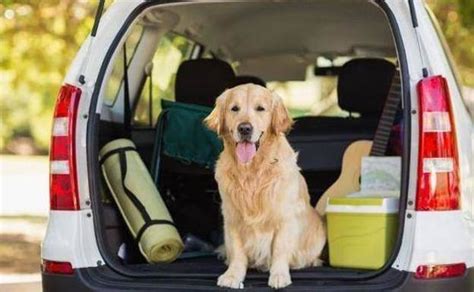 Los Consejos De La Dgt Para Evitar Que Tu Perro Vomite En El Coche La
