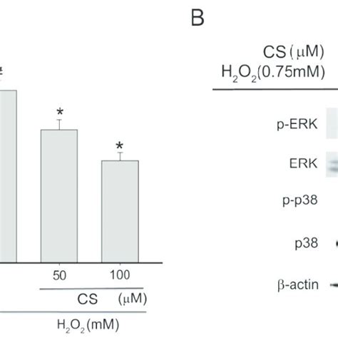 Effect Of Costunolide CS On H2O2 Induced Apoptosis In PC12 Cells