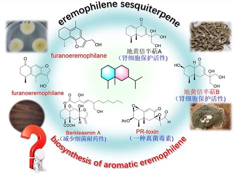 中国海洋大学在氮杂硫杂倍半萜生物合成研究领域取得新进展
