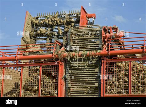 Sugar Beet Sugar Beet Beet Root Sugar Beet Root Beta Vulgaris Var