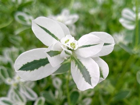 银边翠种子种植有什么价值？银边翠花期是几月份？ 花海建设 长景园林网