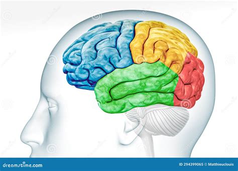 Cerebral Cortex Lobes In Color Profile View With Body Isolated On White Background Accurate 3d