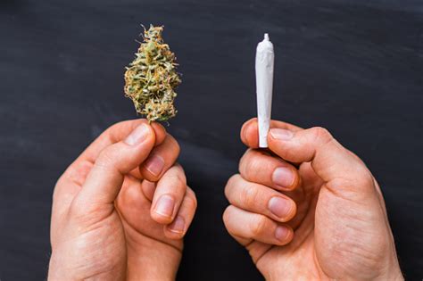 공동 싹이 마리화나와 대마초의 압 연 하는 남자의 손에서 압 연된 잡 초를 닫습니다 건강관리와 의술에 대한 스톡 사진 및 기타 이미지 건강관리와 의술 꽃 식물 꽃