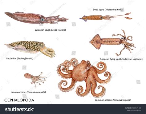 Cephalopoda Shop Wholesale Gt