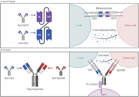 Figure 1 From T Cell Engagers In Solid Cancers—current Landscape And