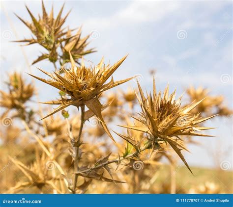 Dry Prickly Grass Against The Sky Stock Image Image Of Natural