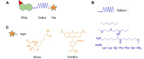 Target Identification Service Mtoz Biolabs