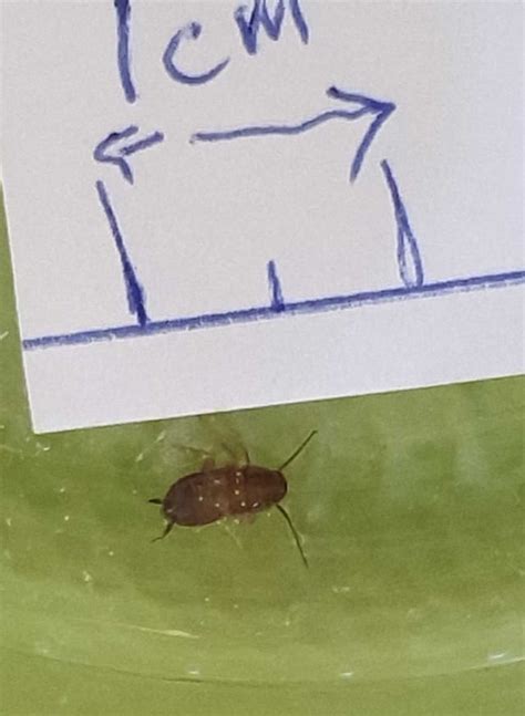 Looks Like Cockroach But Is Tiny Australia R Whatsthisbug