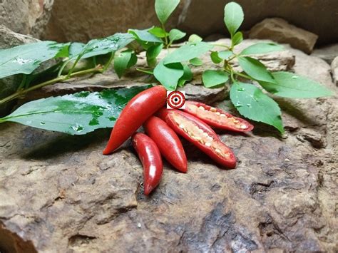 Sriracha Pepper Bounty Hunter Seeds Heirloom Pepper Seeds
