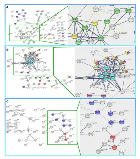 Proteingene Interactions Identified Using The String Database Among