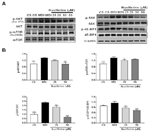 Effect Of Nuciferine On Akt Mtor Signaling In 3t3 L1 Adipocytes