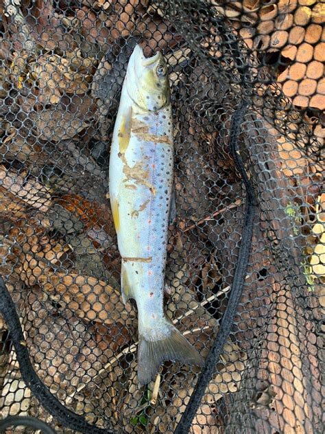 支笏湖千歳川 TROUT TEX AKIHIRO