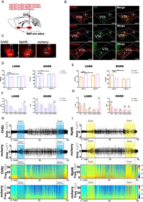 Dopaminergic Projections From The Ventral Tegmental Area To The Nucleus Accumbens Modulate
