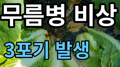 무름병 배추무름병 배추무름병발생 Youtube