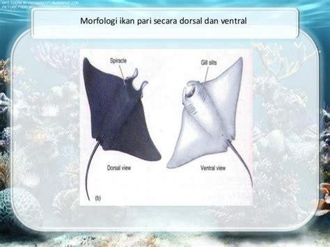 Pisces Class
