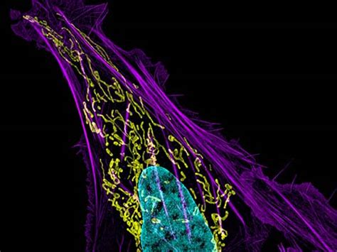 Structured Illumination Microscopy Techniques Nikons Small World