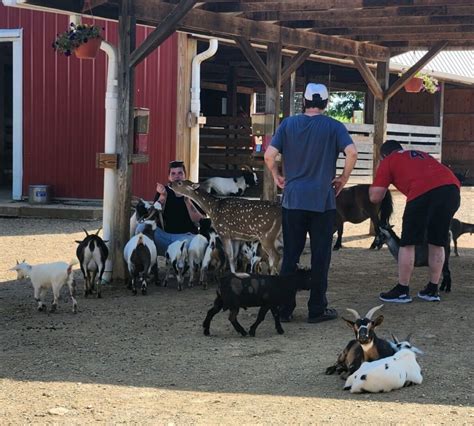 Fun Friendship And Goats Firetree Ltd